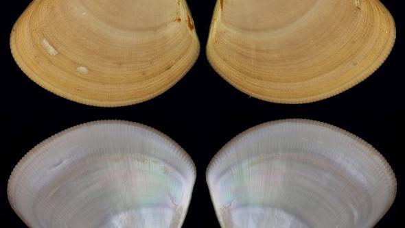 Marina musslor får svenska namn | Göteborgs universitet